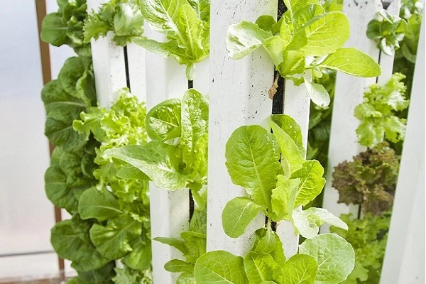 Assemble a Starter Vertical Plant System Using Liquid Culture and PVC ...